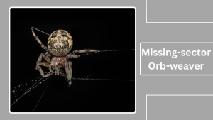 17 Types of Spiders Found in the UK: Identification, Lifecycle and Diet