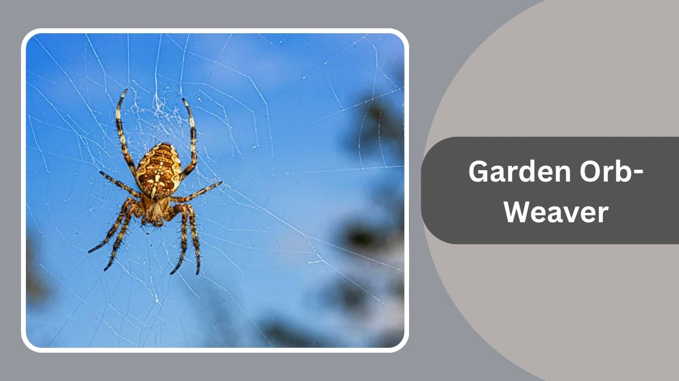 21 Types of Spiders in Australia: Identification with Pictures and name