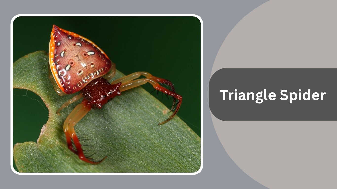 21 Types of Spiders in Australia: Identification with Pictures and name
