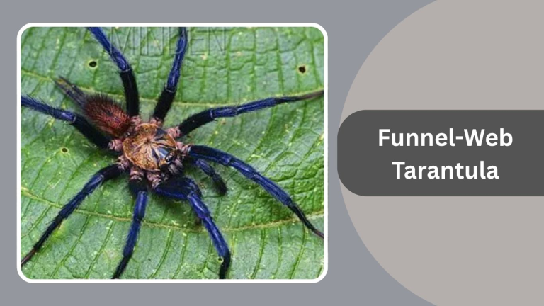 21 Types of Spiders in Australia: Identification with Pictures and name