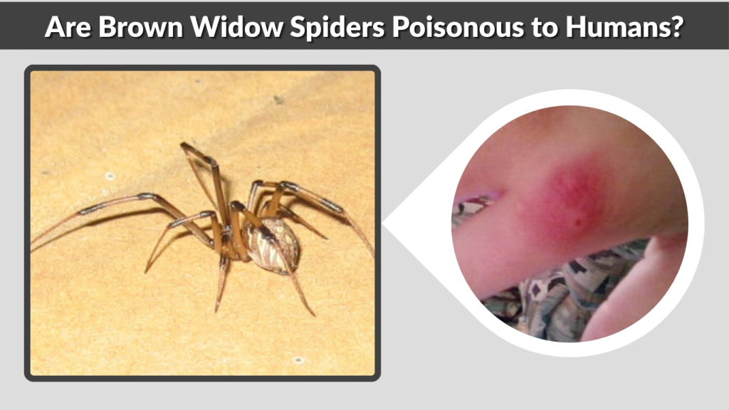 Brown Widow Toxicity: How Poisonous Are They Really?