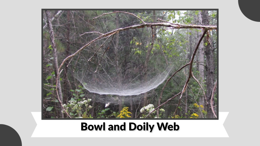 15 Types of spider webs: Identification, Making process with Pictures