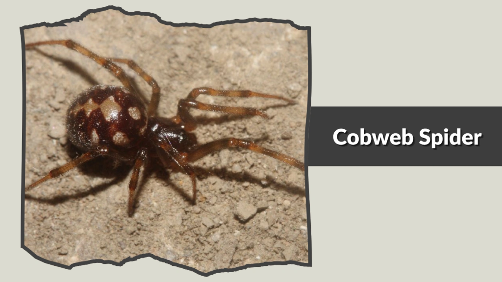 15 Types of small Spider: Size, Lifecycle, Identification with Pictures
