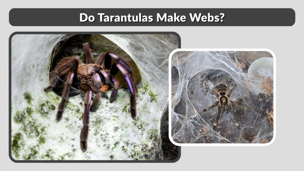 How Spiders Build Webs: Silk, Structure, and Species Differences