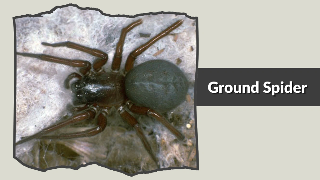 15 Types of small Spider: Size, Lifecycle, Identification with Pictures
