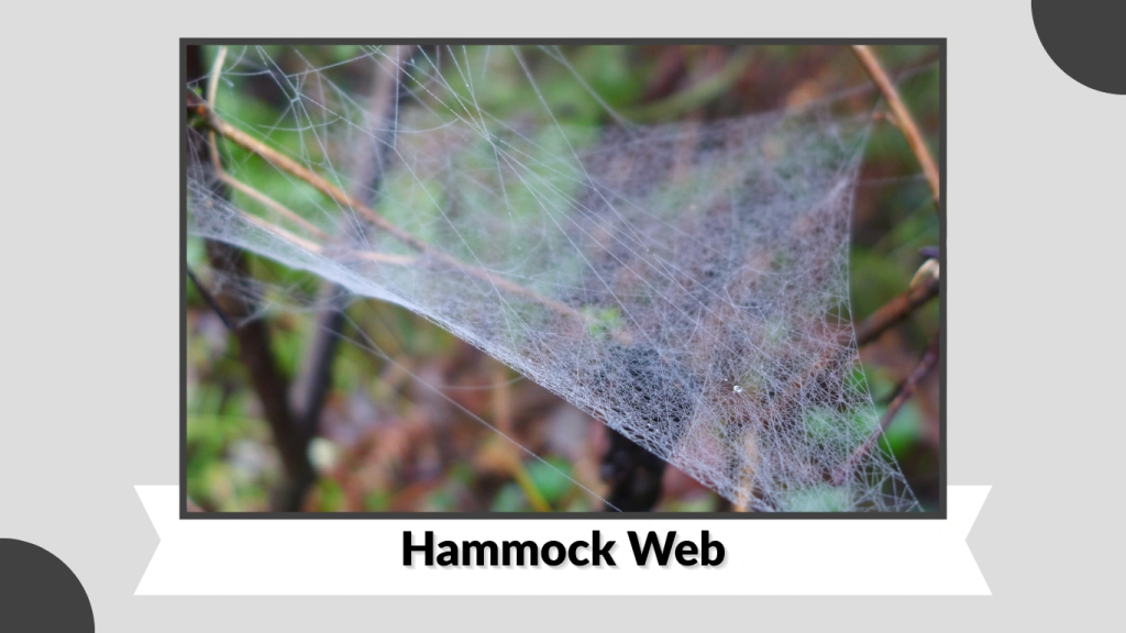 15 Types of spider webs: Identification, Making process with Pictures