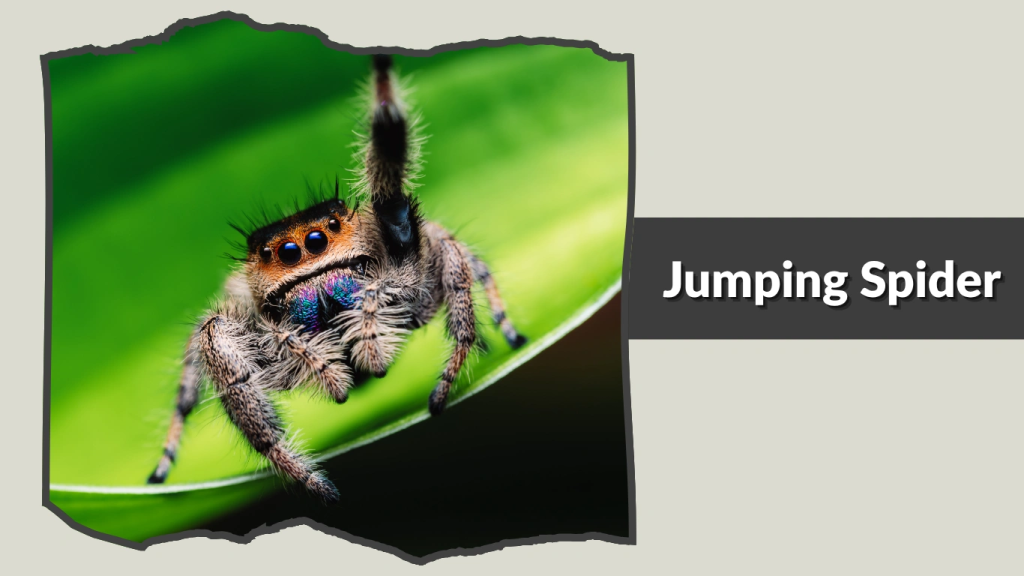 15 Types of small Spider: Size, Lifecycle, Identification with Pictures