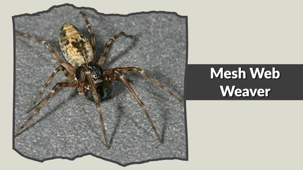 15 Types of small Spider: Size, Lifecycle, Identification with Pictures