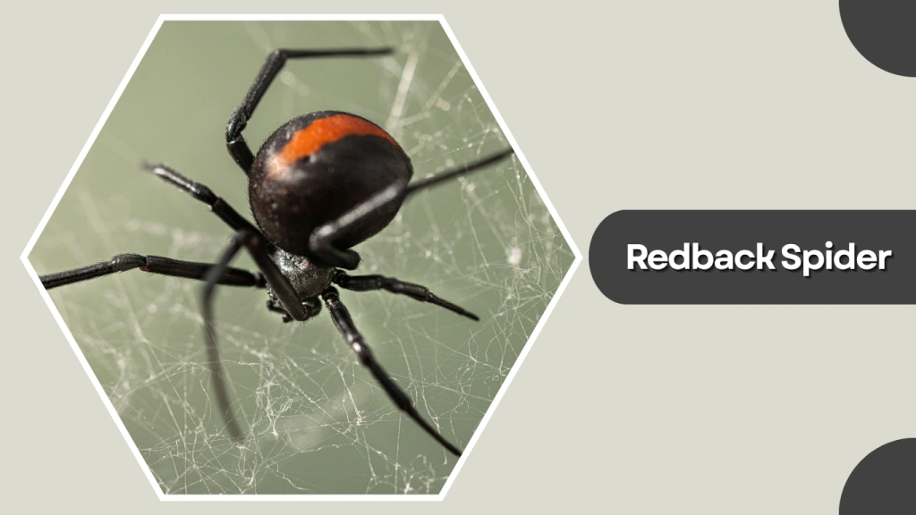 12 Types of Red Spider: LIfecycle, Habitat, Identification with Pictures