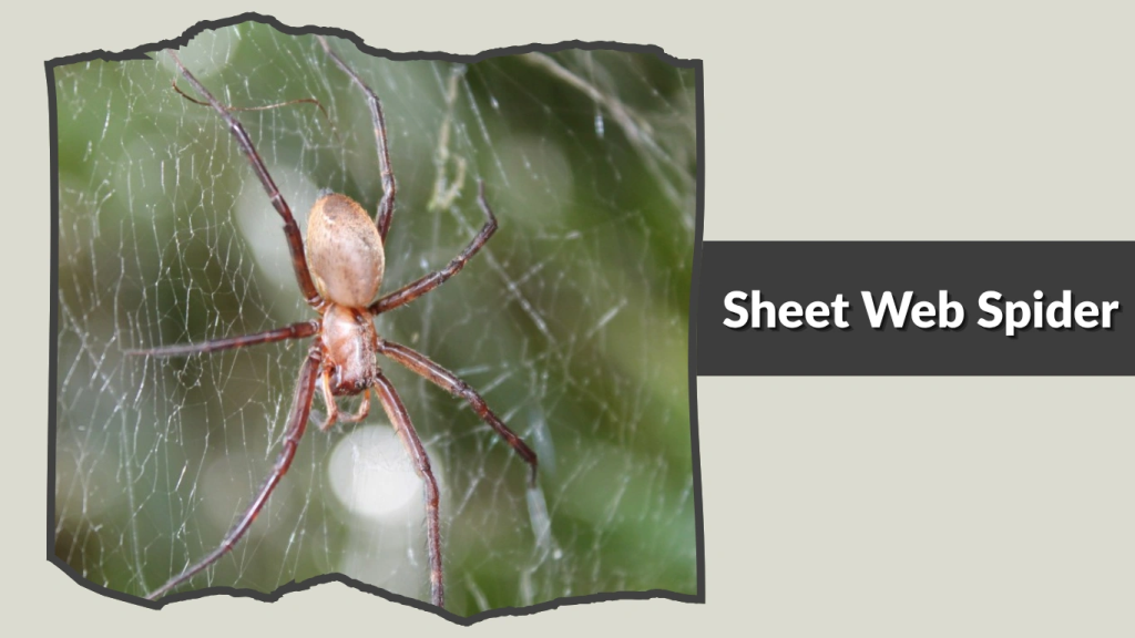 15 Types of small Spider: Size, Lifecycle, Identification with Pictures