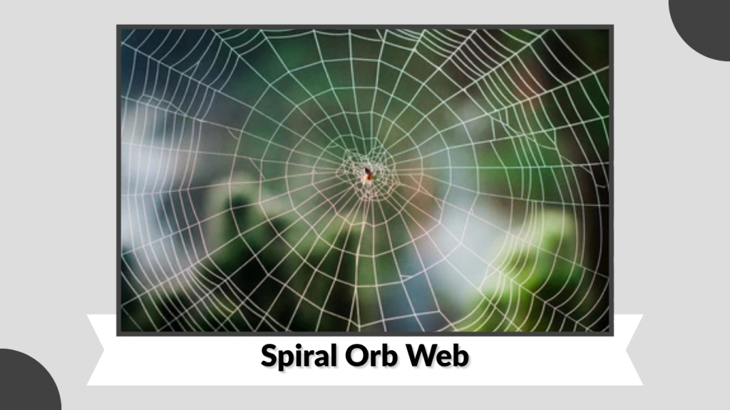 15 Types of spider webs: Identification, Making process with Pictures