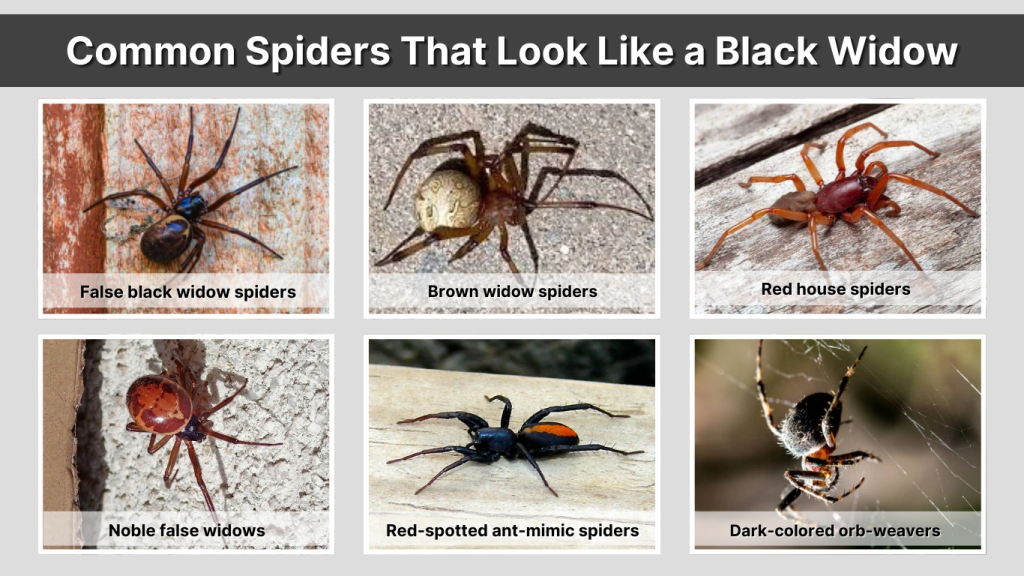 Spider That Looks Like a Black Widow: ID & Common Look-Alikes