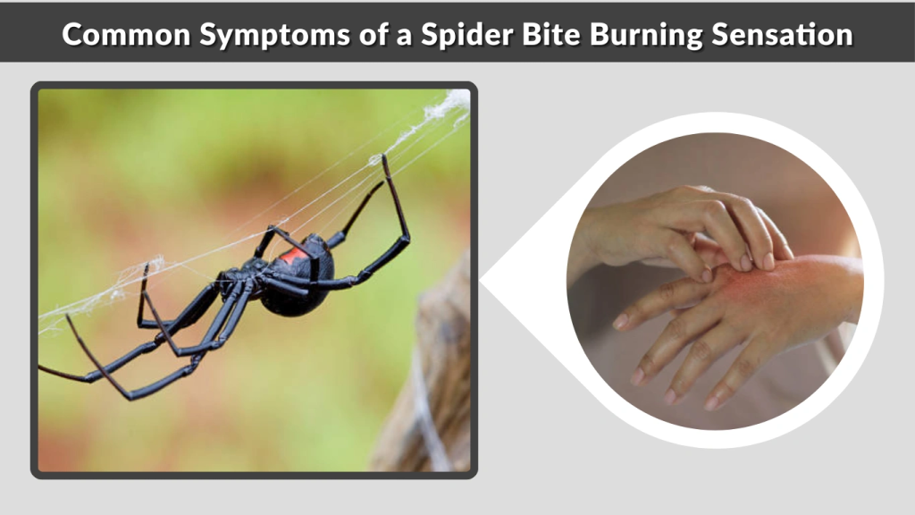 9 Common Symptoms of a Spider Bite: Identification with Pictures