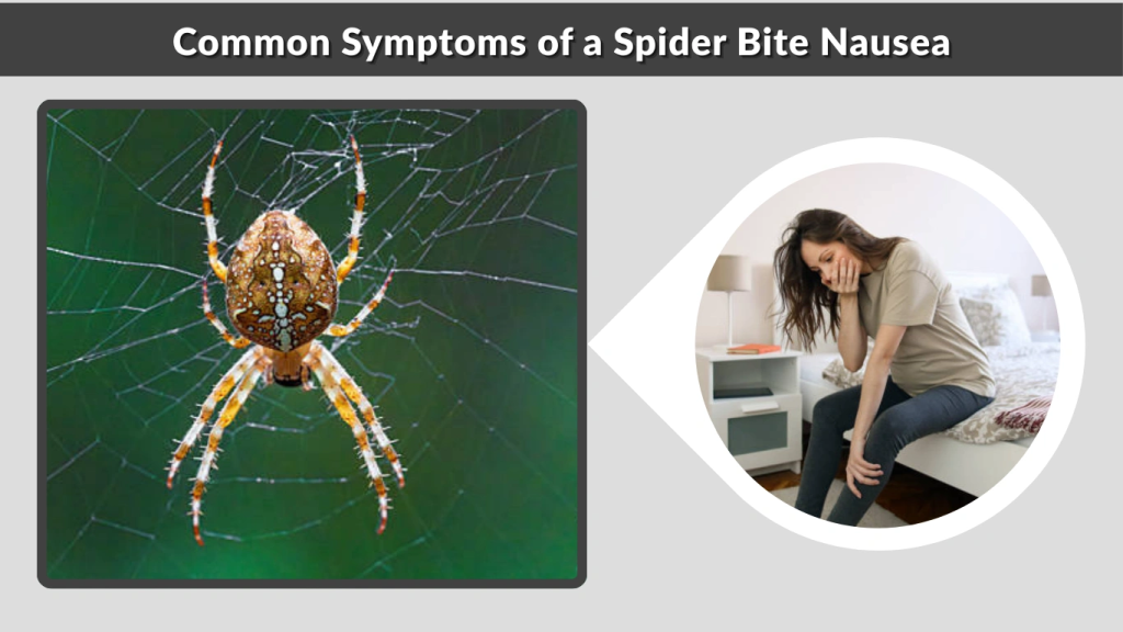 9 Common Symptoms of a Spider Bite: Identification with Pictures