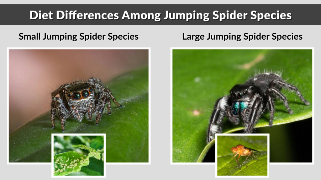 Do Jumping Spiders Eat Other Spiders
