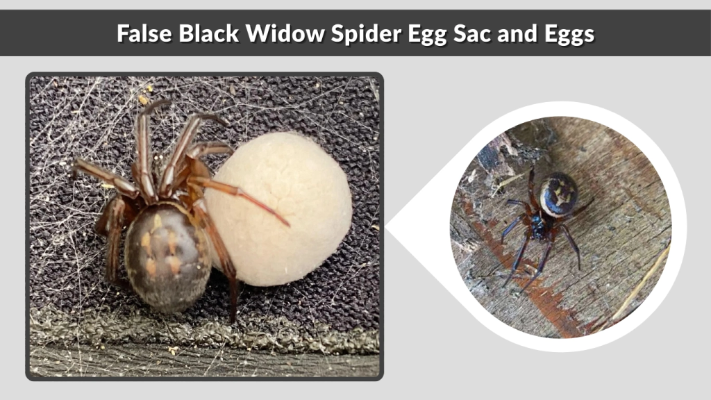False Black Widow Spider Identification Bite Facts False Black Widow Spider Identification Bite Facts