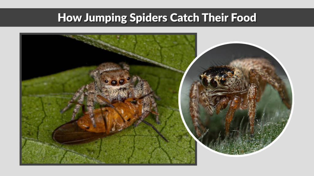 What Do Jumping Spiders Eat? Diet, Prey & Feeding Facts