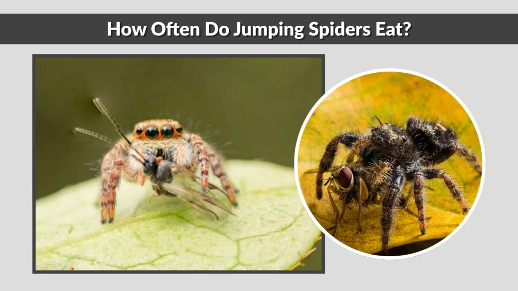 Do Jumping Spiders Eat Other Spiders