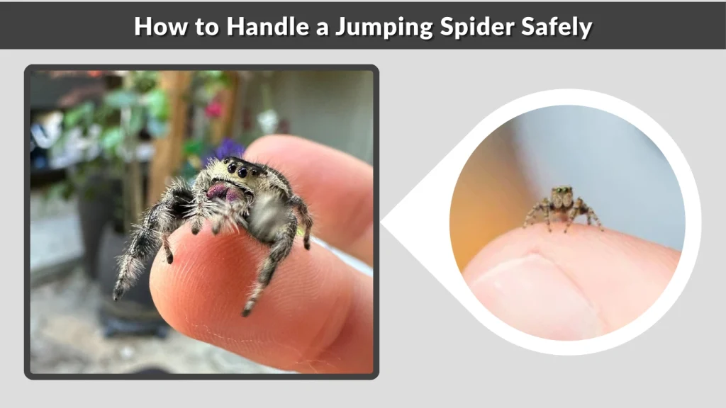 Jumping Spider Care Guide: How to Care for a Pet Jumping Spider