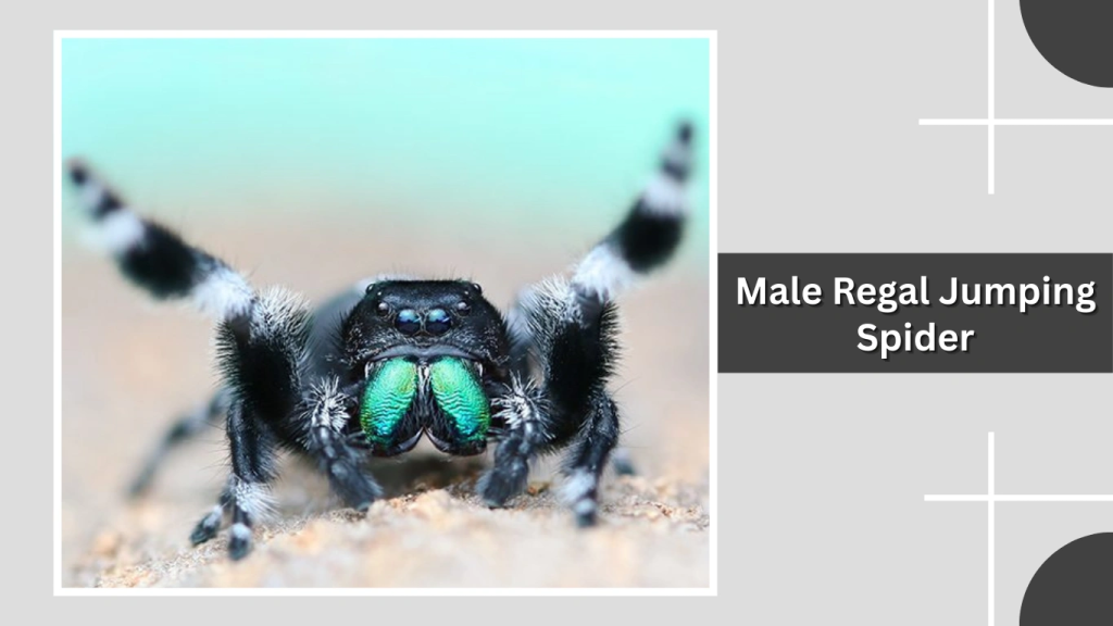 Regal Jumping Spider: Lifespan, Size, Care & Facts