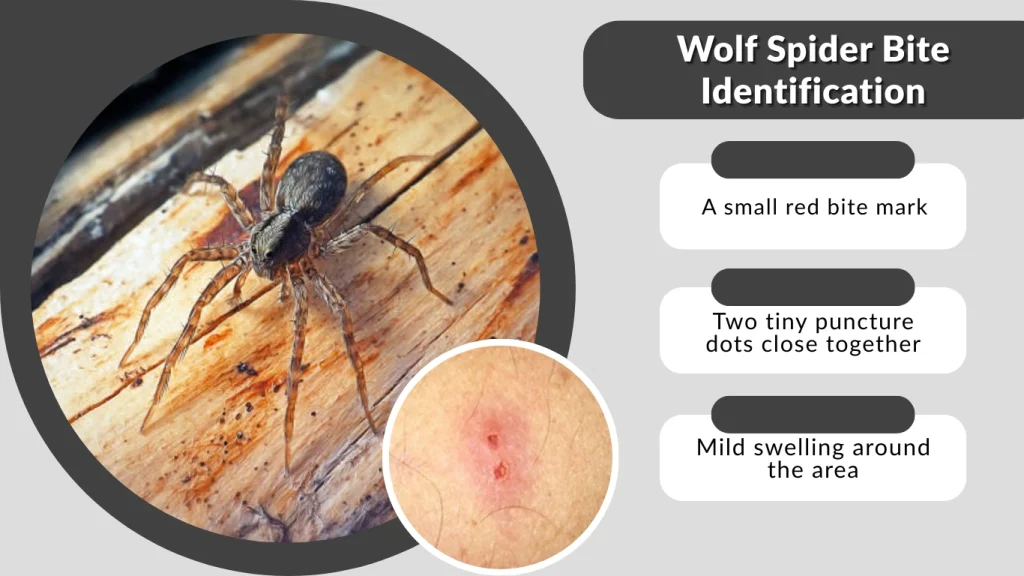 What Does a Wolf Spider Bite Look Like?
