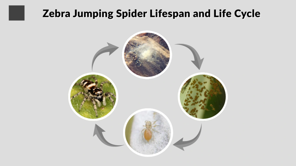 Zebra Jumping Spider: Identification, Bite, Lifespan & Fact