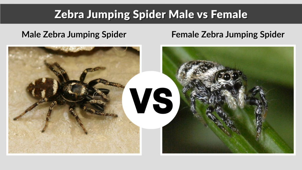 Zebra Jumping Spider: Identification, Bite, Lifespan & Fact