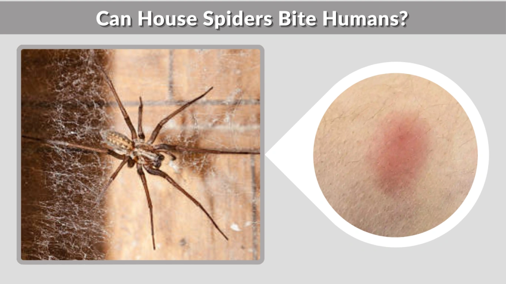 House Spider Bites: Symptoms, Treatment, and Prevention