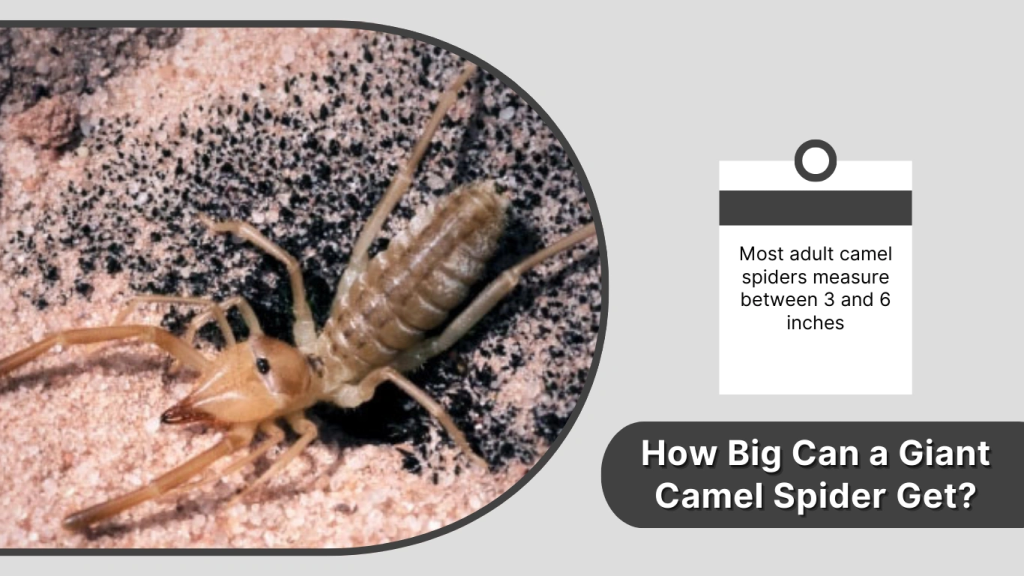 Giant Camel Spider: Size, Facts, Myths, and Real Dangers