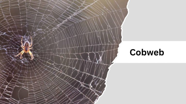 11 Types of Spider Webs: Identification With Pictures