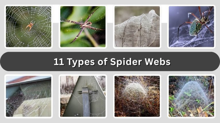 11 Types of Spider Webs: Identification With Pictures
