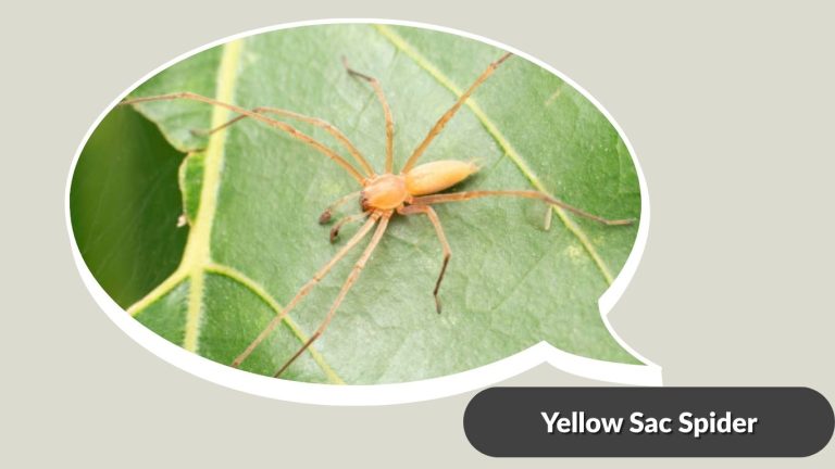 11 Types of Sac Spiders: Identification with Picture