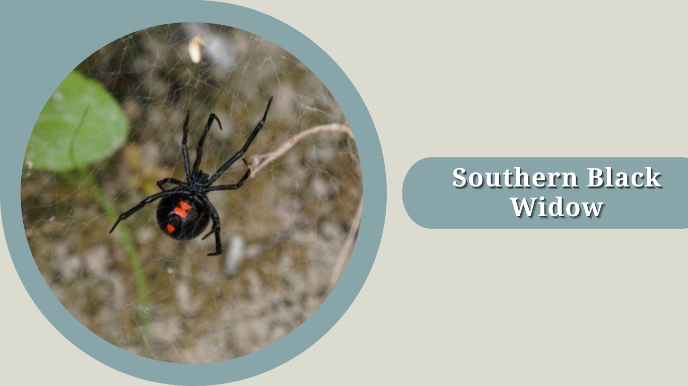 16 Types of Black House Spiders (Identification & Overview)