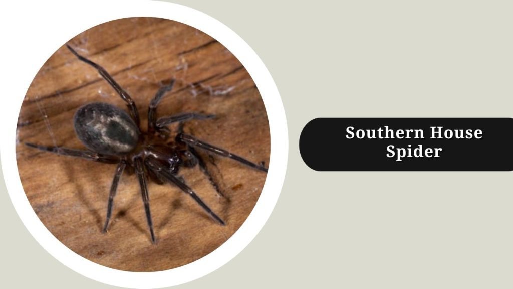 15 Common Spiders in Florida: Identification with Pictures