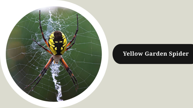 15 Types of Yellow Spiders: Identification with Pictures