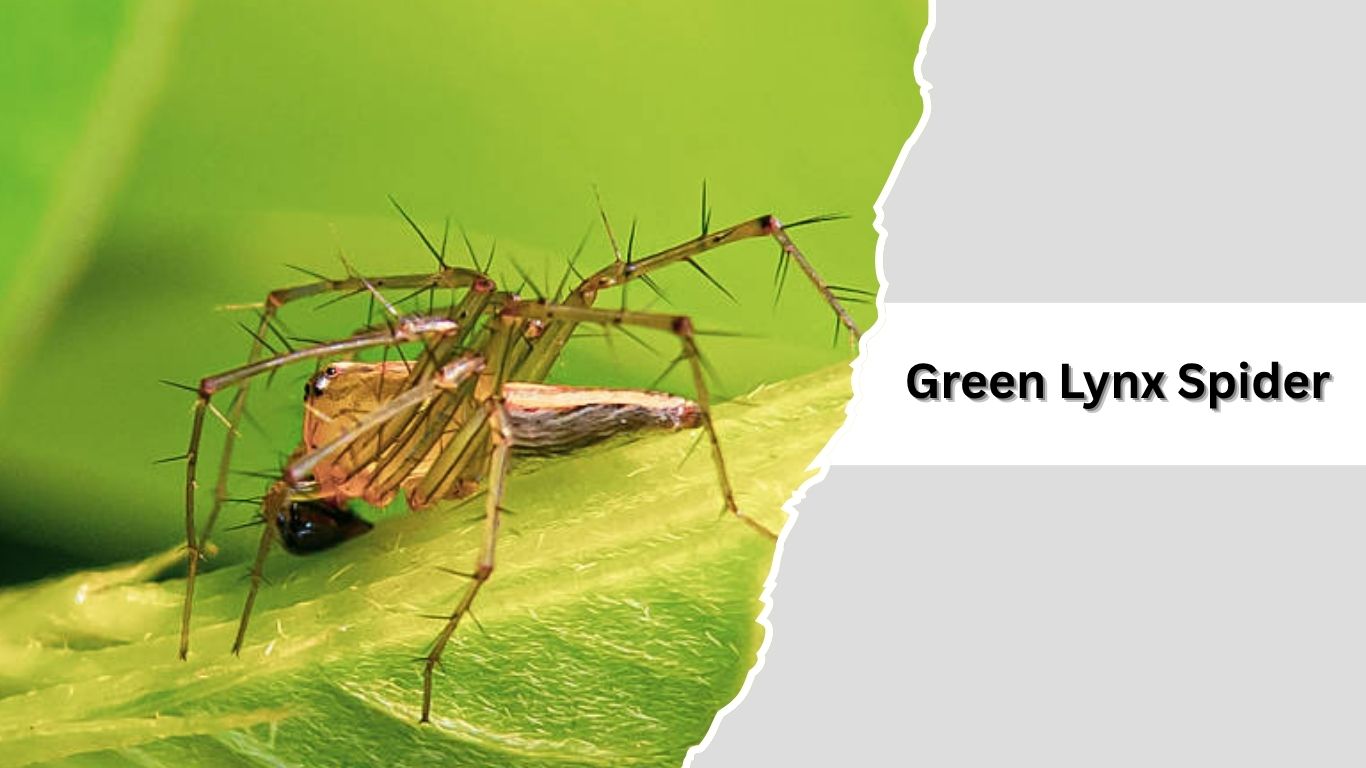 26 Common Green Spiders: Identification with Picture
