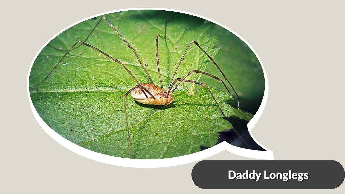 10 Spiders With Long Legs and Small Bodies (ID with Pictures)