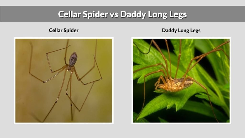 Cellar Spider vs Daddy Long Legs: What is the Key Differences?