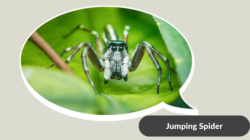 10 Types of Non-Poisonous Spiders That Are not Harmless to Humans