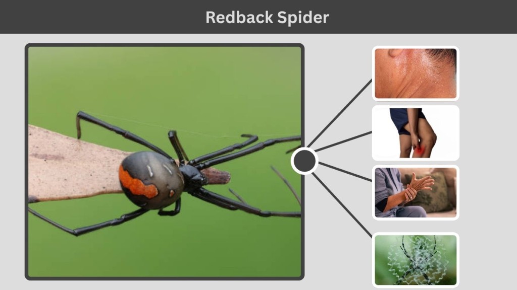 Redback Spider: Identification, Bite, Habitat & Venom Facts