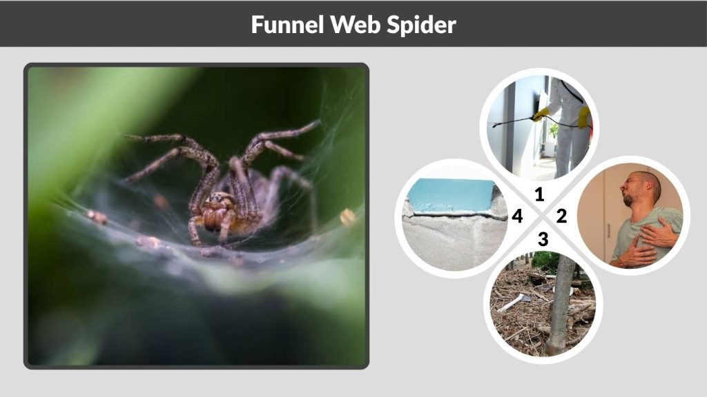 Funnel Web Spider: Identification, Habitat, Bite & Safety Guide