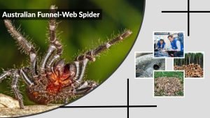 Australian Funnel-Web Spider: Size, Color, Habitat, Bite & Facts