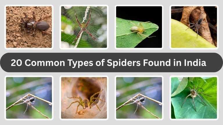 20 Common Types of Spiders Found in India (ID with Pictures)