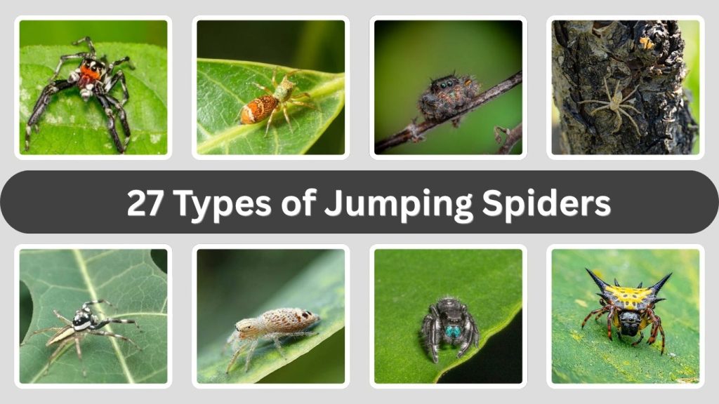 27 Types of Jumping Spiders: Identification with Pictures