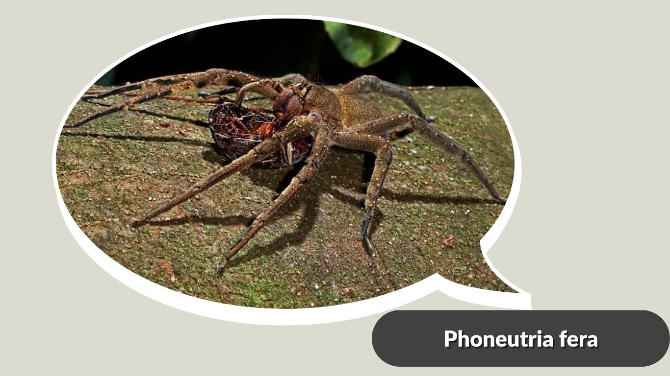 10 Types of Wandering Spiders (Phoneutria): Identification with Picture
