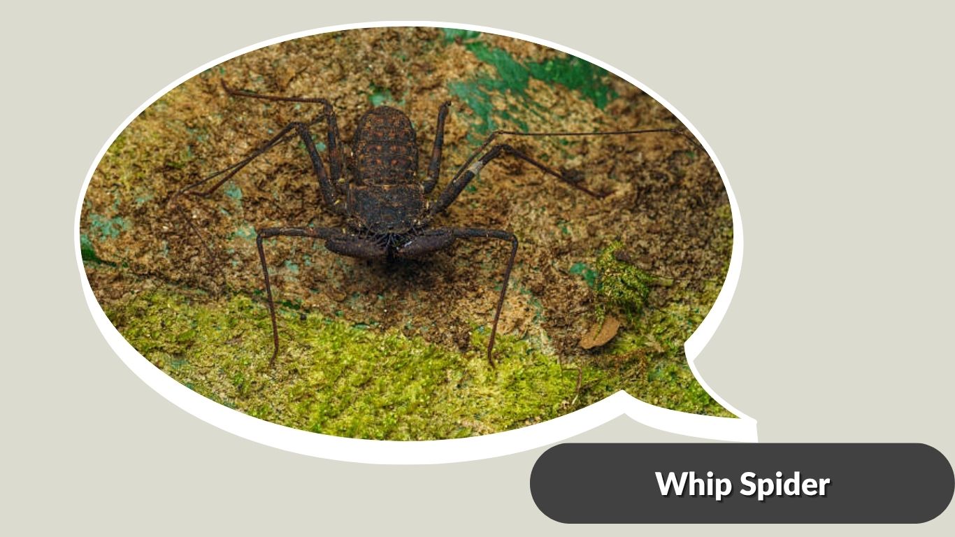 10 Spiders With Long Legs and Small Bodies (ID with Pictures)