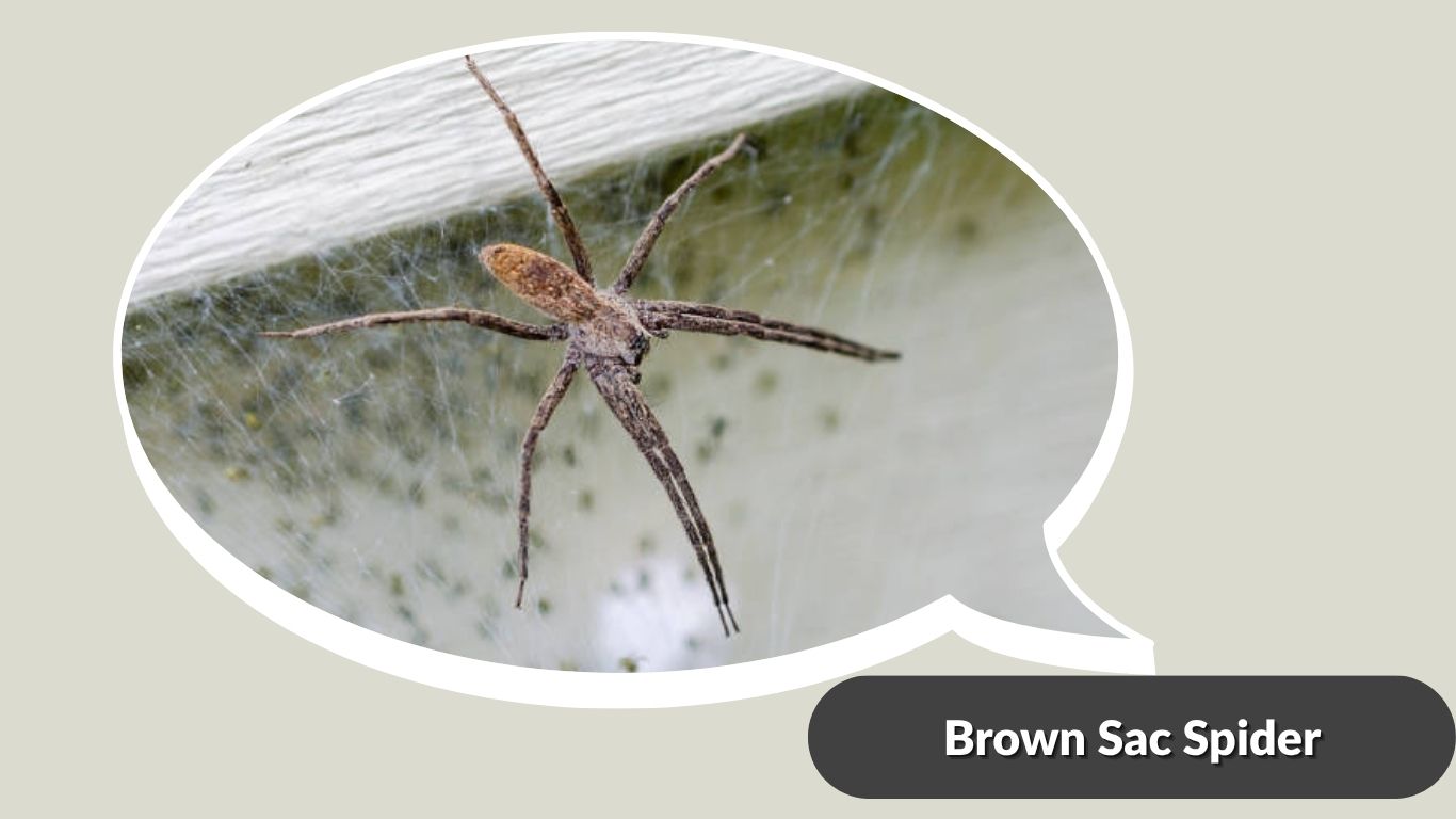 11 Types of Sac Spiders: Identification with Picture