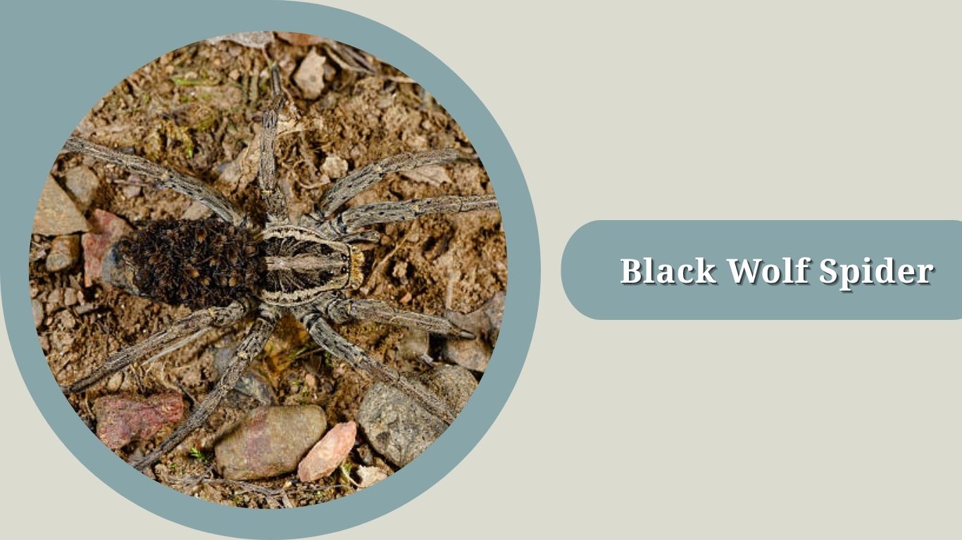 16 Types of Black House Spiders (Identification & Overview)