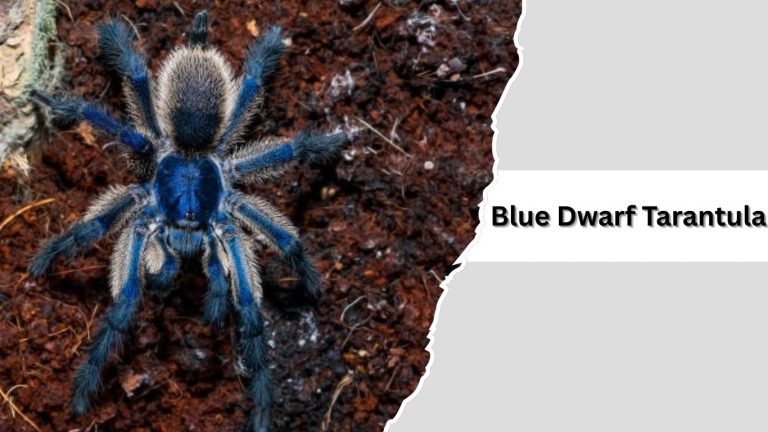 15 Types of Blue Spiders: Identification with Picture