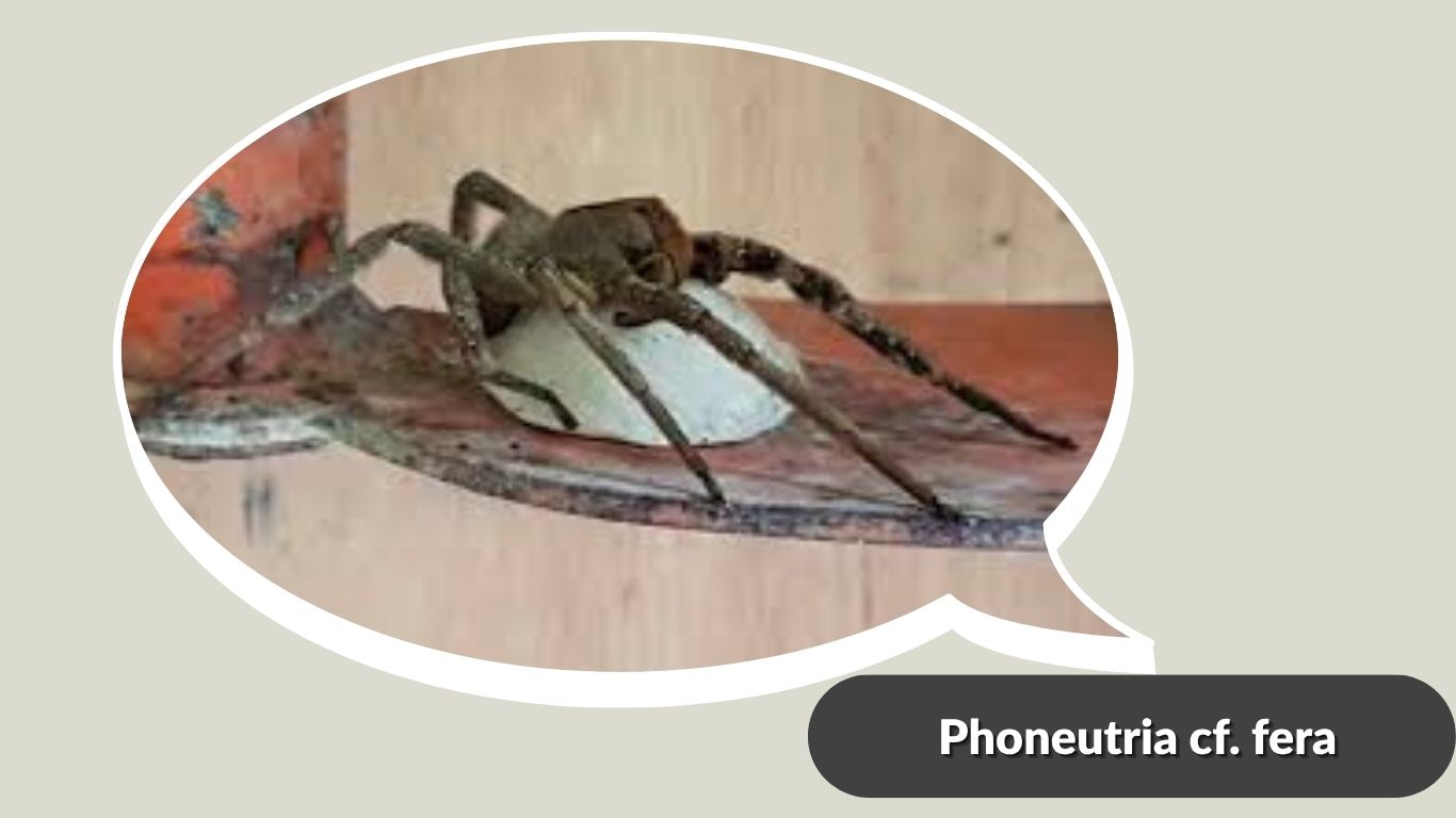 10 Types of Wandering Spiders (Phoneutria): Identification with Picture
